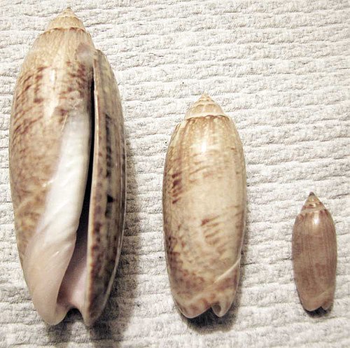 Seashells on South Walton Beaches - South Walton Connections